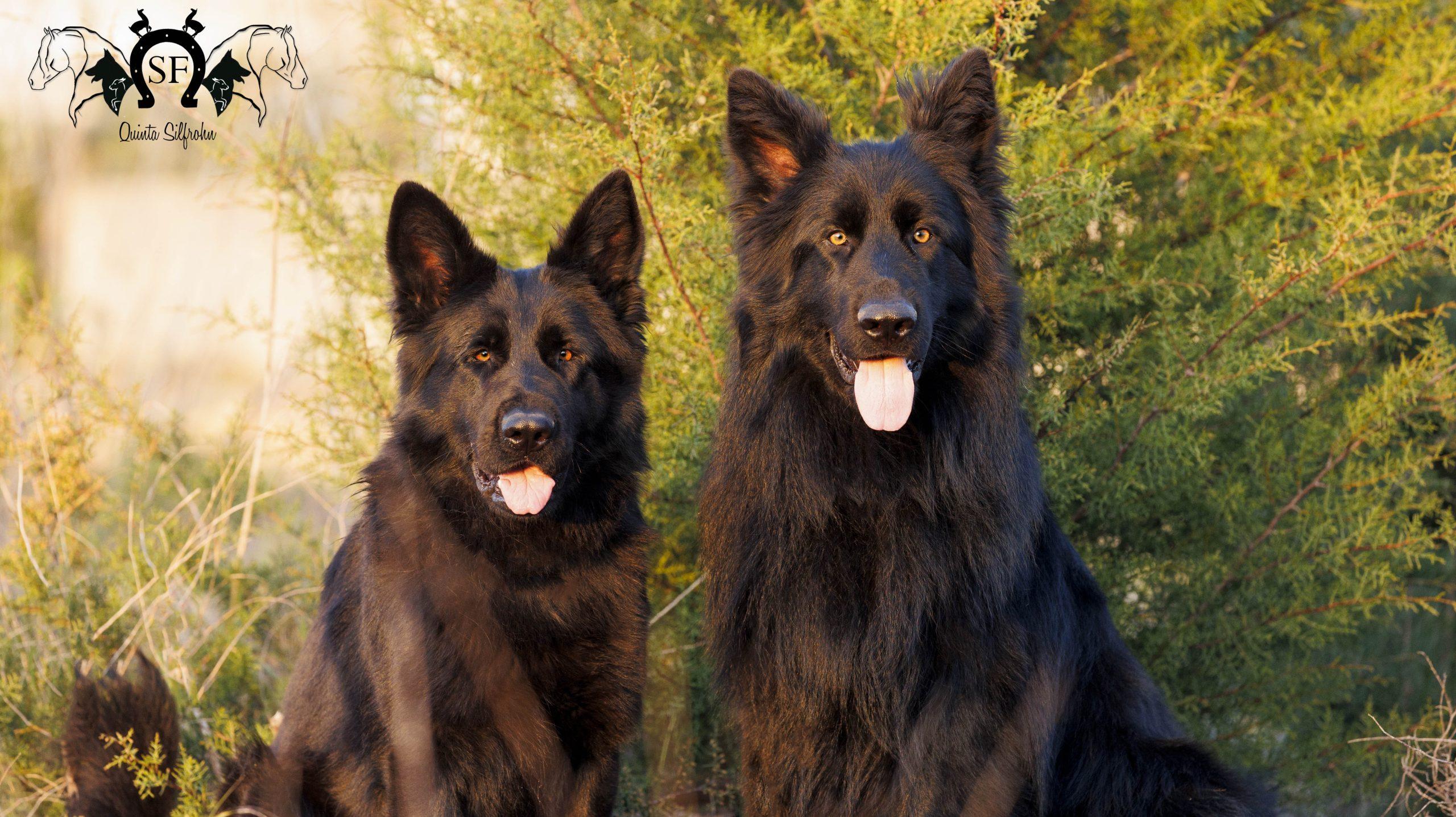 Nefra & Drulak 2024 - Quinta Silfrohn