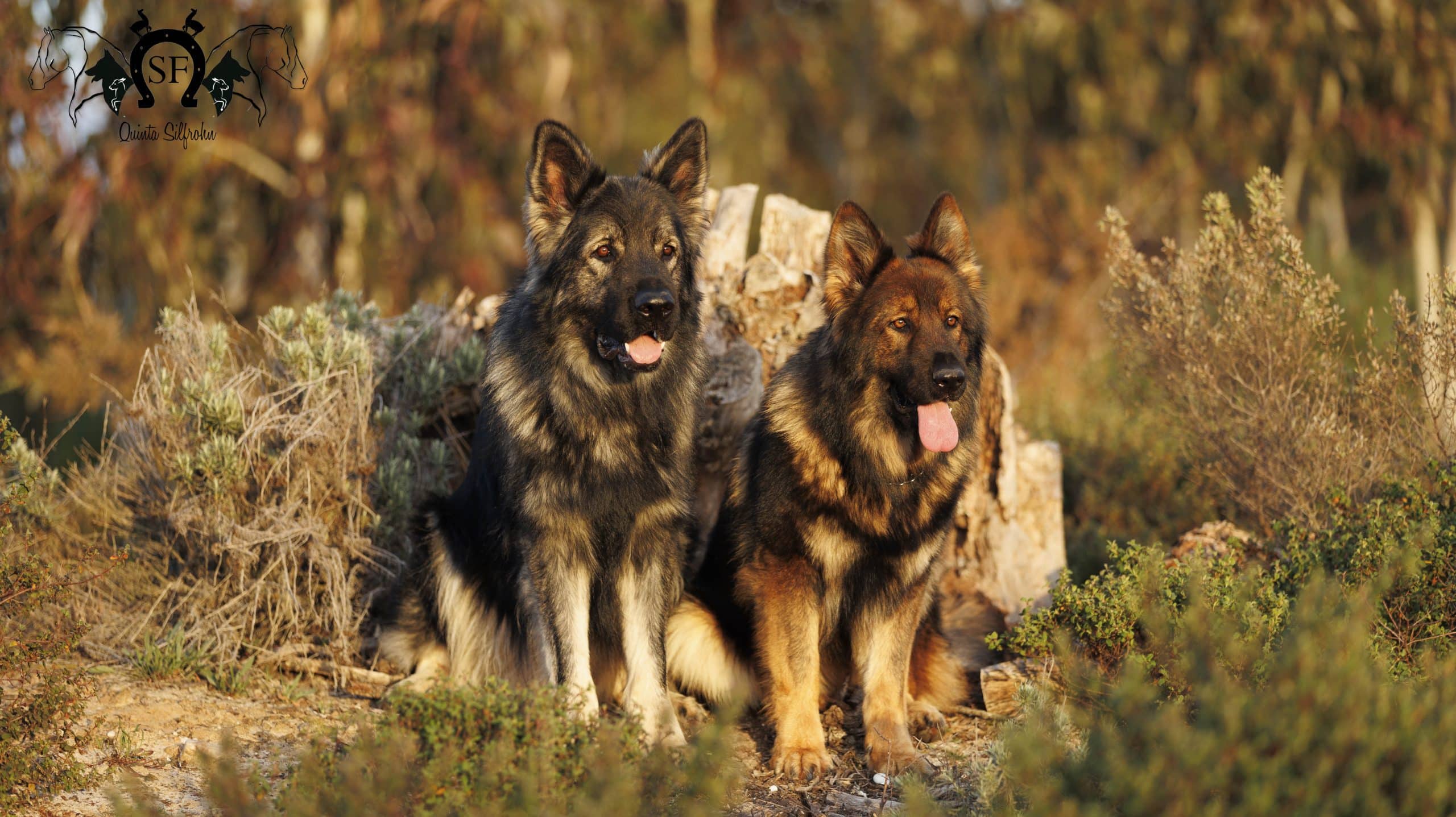 Ahri & Ner'Zhul 2025 - Quinta Silfrohn